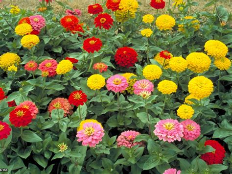 Zinnia Flower