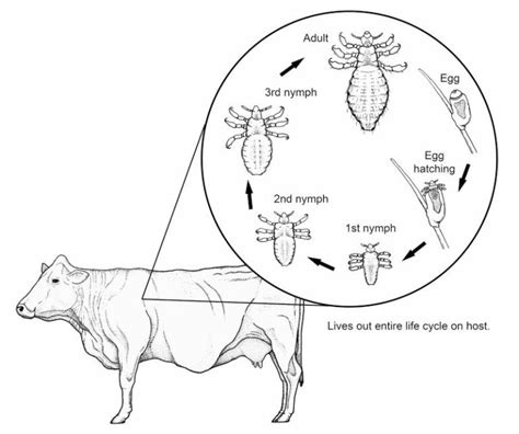 Biology Of Lice Liceboss