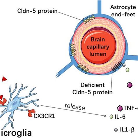 By Binding Cx3cr1 On Microglia Cx3cl1 Activates Microglia Leading To