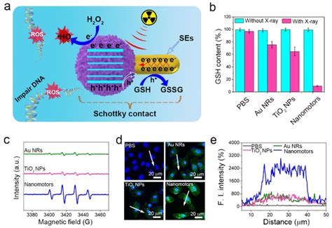 Radio Induced Chemical Reactions Of The Aunr Tio2 Nanomotors A