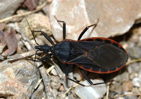 Arizona Beetles Bugs Birds And More Kissing Bug Or Not