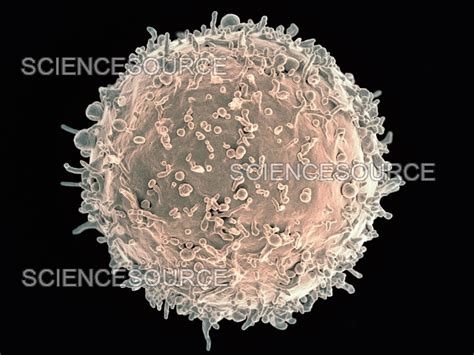 Human B Lymphocyte Sem Stock Image Science Source Images