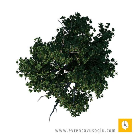 Sketchup Tree 06 Free 3d Model Cgtrader