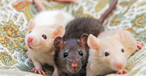 Turns Out Rats Love Dancing To 140 Bpm Too