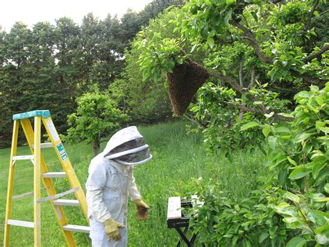 Peak Swarm Season The Garden Diaries
