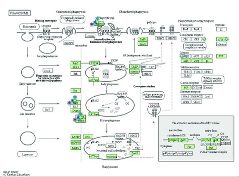 KEGG Phagosome Pathway Phagosome Pathway As Showed By The KEGG