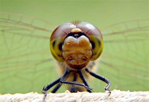 ビジネスマン4つの視点！鳥の目・虫の目・魚の目・コウモリの目