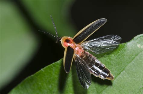 Keeping The Lights Burning The Status Of Fireflies In The United