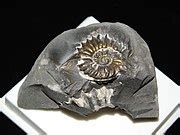 Category Pyritized Fossils Wikimedia Commons