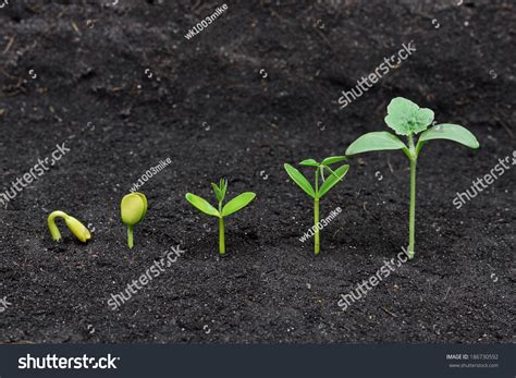 Sequence Seed Germination On Soil Evolution Stock Photo Edit Now