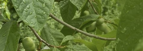 Penn Park Orchard Workday Climate Week