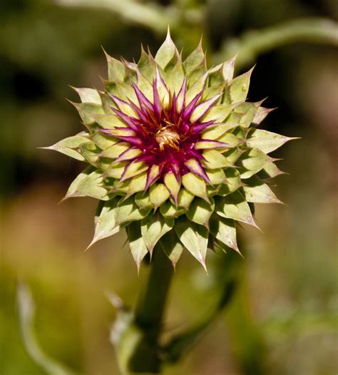 图片素材 性质 厂 花瓣 绿色 植物学 植物群 野花 特写 大丽花 蓟 宏观摄影 开花植物 雏菊家庭 植物茎