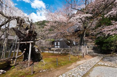 常照皇寺の桜左近の桜御車返しの桜九重桜の名木が有名な桜の名所 ピクスポット 絶景風景写真撮影スポット撮影ガイド