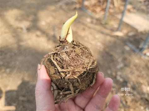 채소 키우기 토란 심는 시기 씨토란 파종시기 네이버 블로그