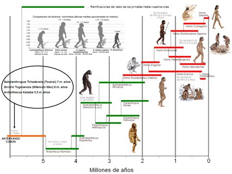 Linea De Tiempo Del Proceso De Hominizacion Timeline