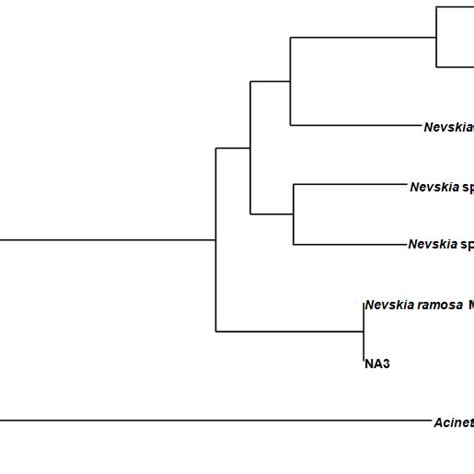 Phylogenetic Tree Of The Strain NA3 And Closest NCBI BLASTn Strains