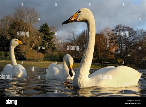 Three Whooper Swans Cygnus Cygnus Swimming On Boating Lake In Wintry