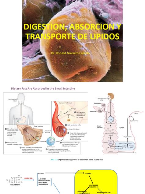 Digestion Absorcion Y Transporte De Lipidos Completa Pdf