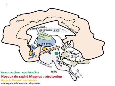 Émotions négatives Palli Science site officiel de formation en