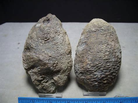 Fossil Cone The Stones And Bones Collection