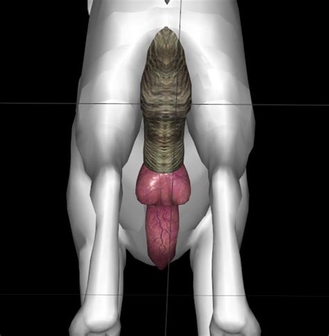 Wip Dogmeats Genital Fallout 4 Adult Mods Loverslab