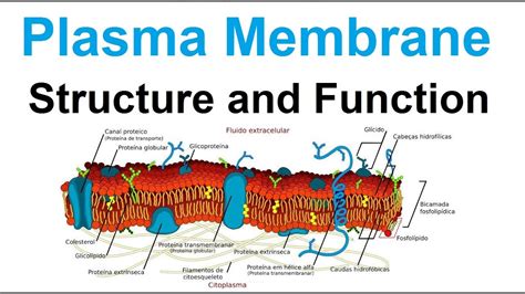 Plasma Membrane Structure And Function Free Biology Cell Membrane