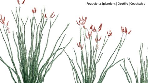 Ocotillo Cactus Drawing