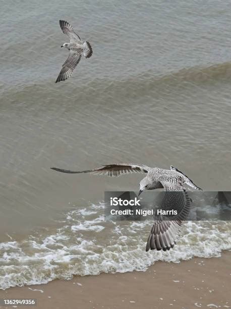 해변에서 부서지는 얕은 파도 위를 비행하는 두 명의 청소년 갈매기의 높은 각도 수직 샷 0명에 대한 스톡 사진 및 기타 이미지 0명 갈매기 갈색 Istock