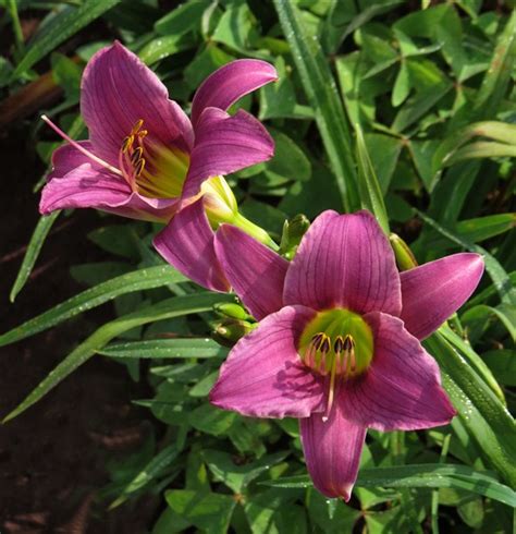 Miniature Meadow Sprite Mooiplaas Iris And Daylilies