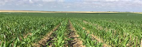 Reduce Stress To Maximize Yield Potential Crop Quest