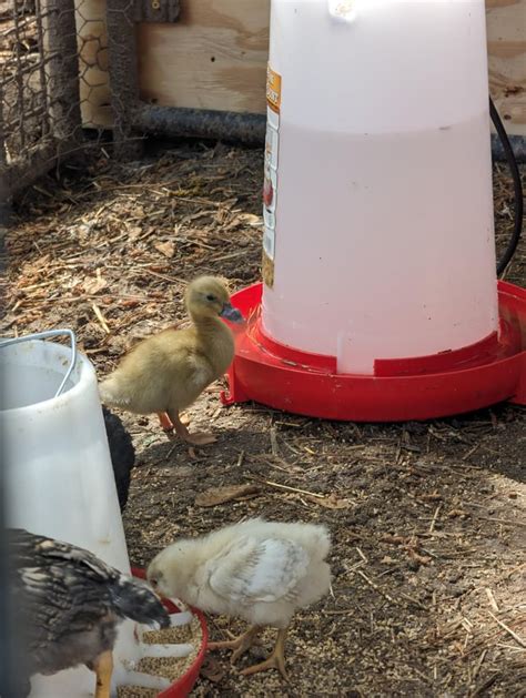 I Know This Isnt A Chicken But We All Often Have Ducks In Our Flocks