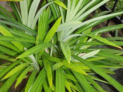 The Miracle from Herbal Life: Pandan Leaf properties
