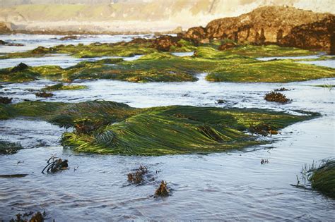Seaweed Sea Nature Free Photo On Pixabay Pixabay