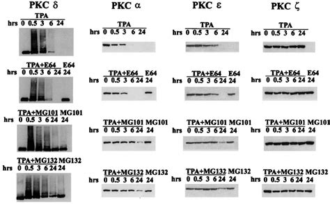 Proteasome Inhibitors Prevent Tpa Induced Depletion Of Pkc 3y1 Cells