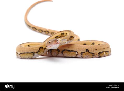 Reticulated Python Isolated On White Background Stock Photo Alamy