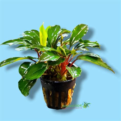 Bucephalandra Deep Blue Aquascape