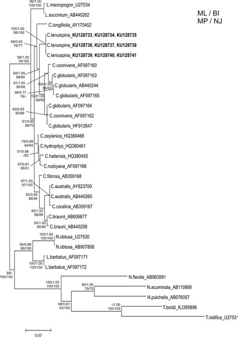Phylogenetic Tree Interfered From Maximumlikelihood ML Analysis Of