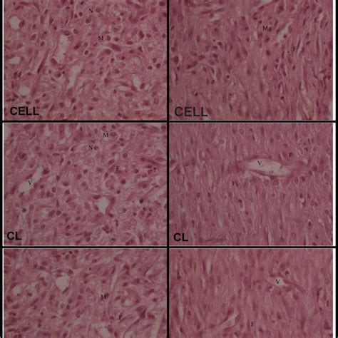 Hematoxylin And Eosin Stained View Of Histological Slides Of Repairing