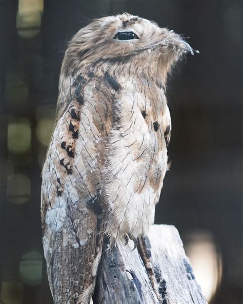 3 Curiosidades Sobre O Urutau Que Você Precisa Conhecer Parque Das Aves