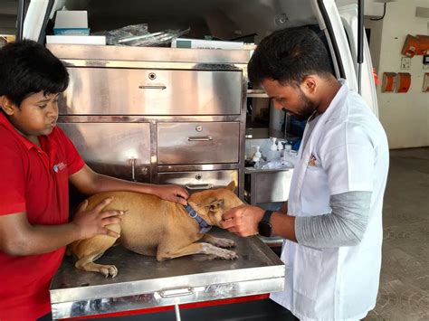 Arham Alwayscare Animal Ambulance Free Animal Treatment Across India