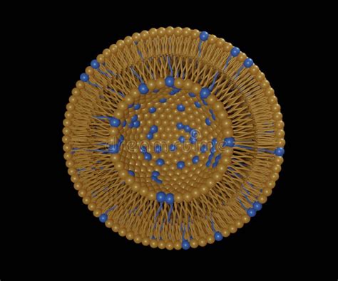 Transferosomes Structure Are Vesicular Carrier Systems That Enclosed By