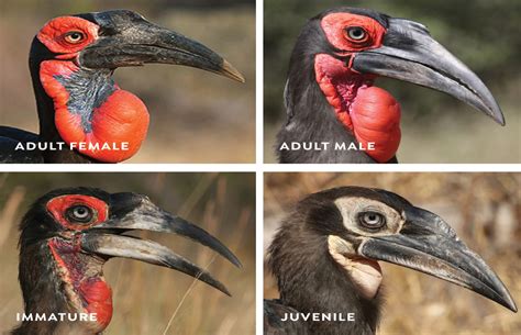 Thunderbird Sightings Pittsburgh