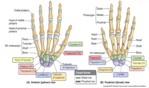 Appendicular Skeleton Notes For 3rd Anatomy Lab Quiz Flashcards Quizlet