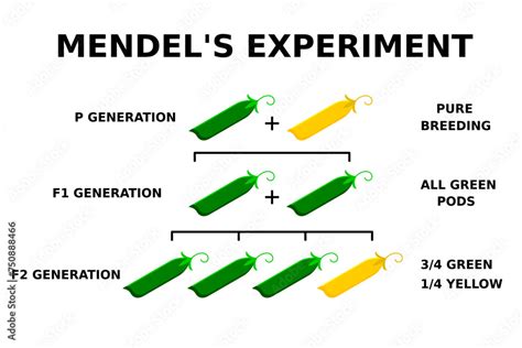 Mendels Experiment With Peas Genetics Basics The Law Of Dominance