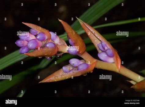 Purple Flowers And Dark Red Bracts Of Bromeliad Aechmea Weilbachii On