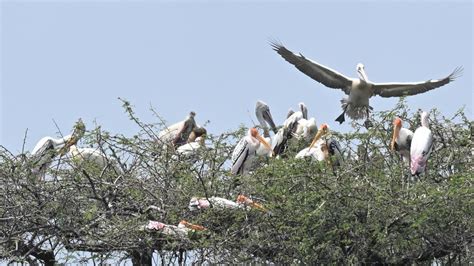 Arrival Of Migratory Birds To Therthangal Bird Sanctuary On The Rise