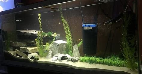 55gallon Brackish Goby Tank Album On Imgur