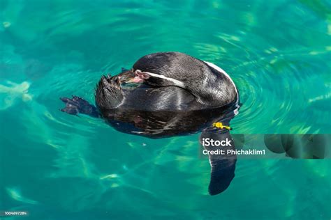 갈라파고스 펭귄의 Preening 깃털 물 및 바람 가공 능력을 유지합니다 귀여운에 대한 스톡 사진 및 기타 이미지 귀여운