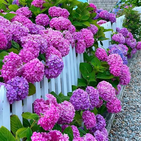 Hydrangea Macrophylla Pink Blue Sunset Forest Field