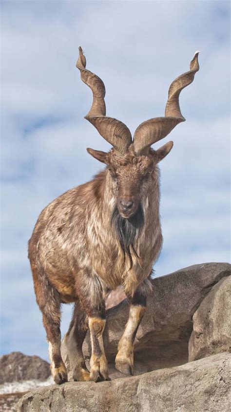 Logo markhor Fond d écran de téléphone HD Pxfuel